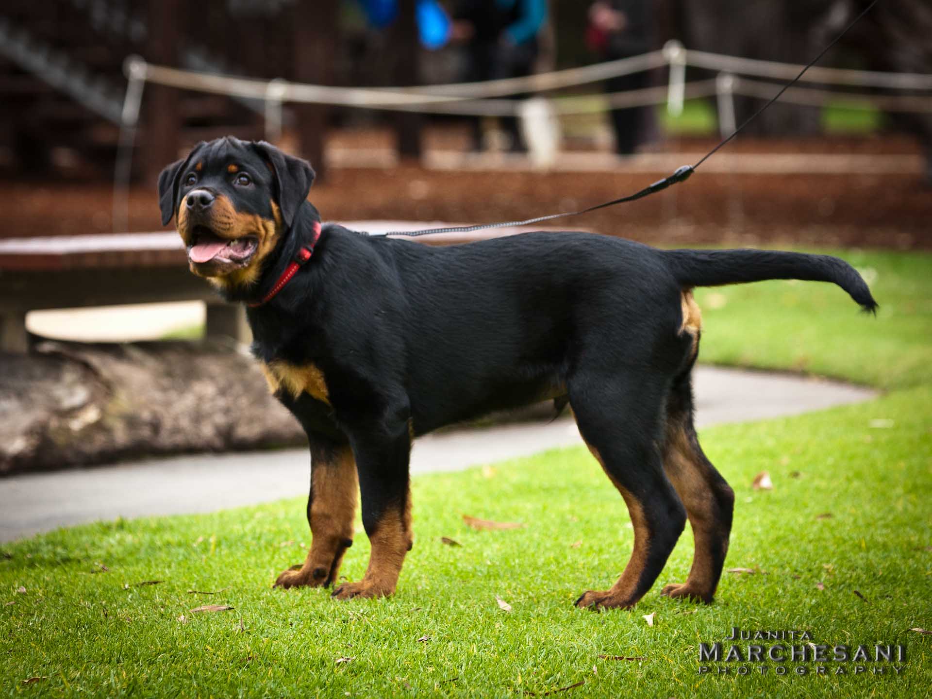 STAHLGRIFF ROTTWEILERS